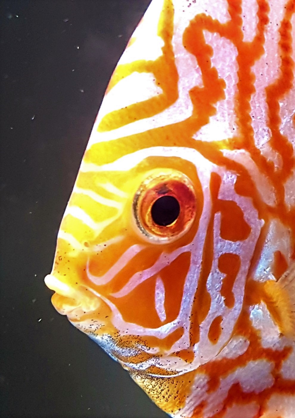 Discus River – A discus hatchery and tropical aquariums