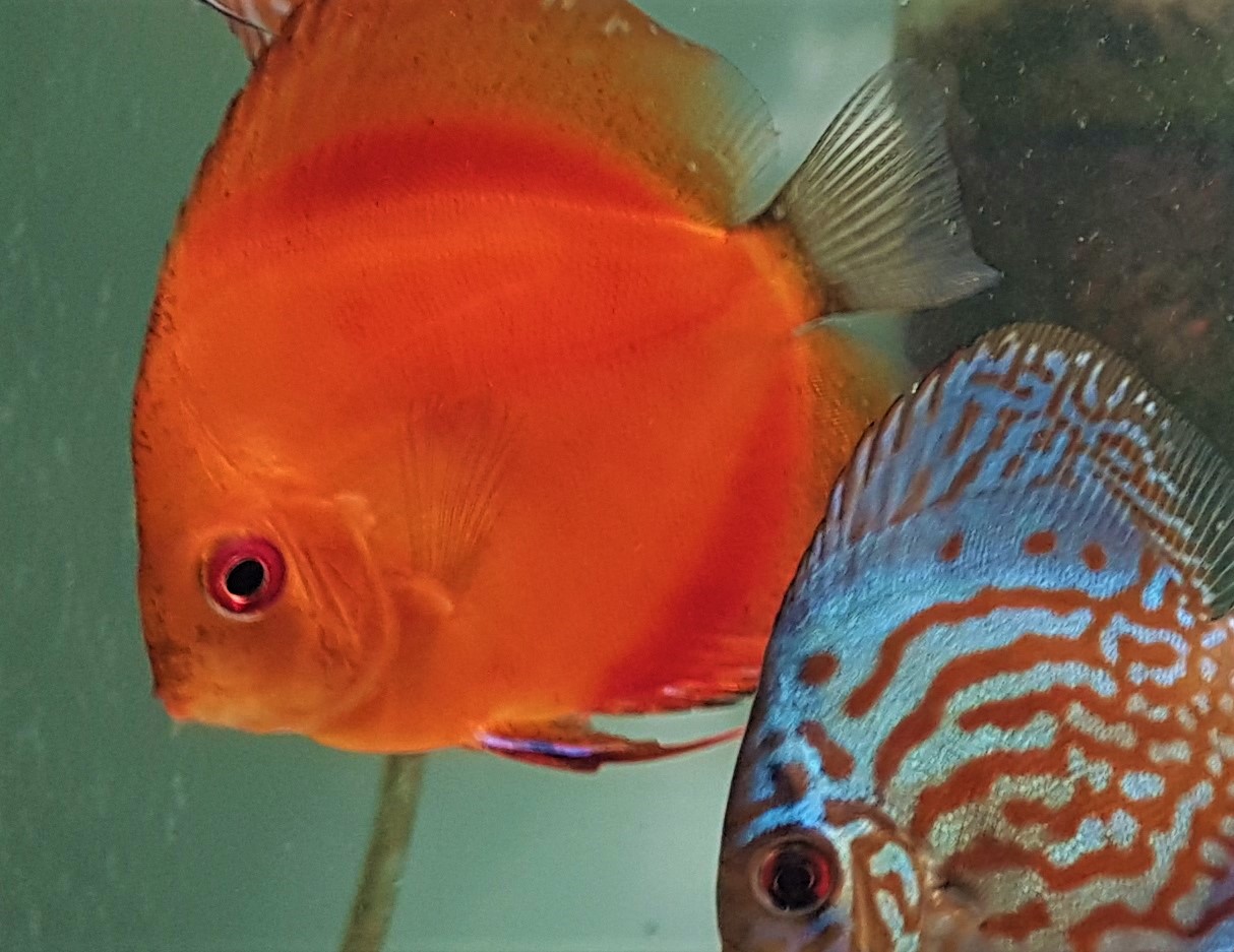 Discus River – A discus hatchery and tropical aquariums