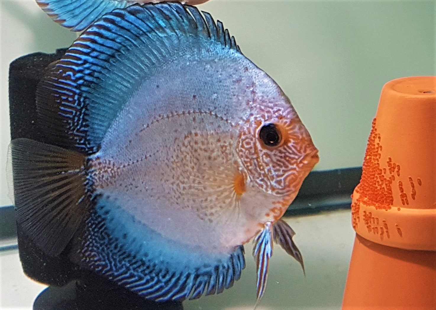 Discus River – A discus hatchery and tropical aquariums